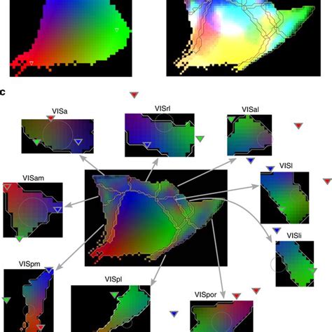 Projection Mapping In The Visual System A The Primary Visual Area