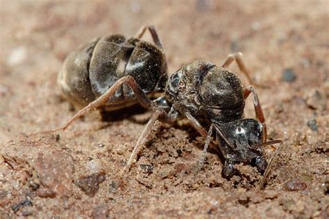 Do Ants Have Wings Smore Science Do Ants Have Wings Smore Science
