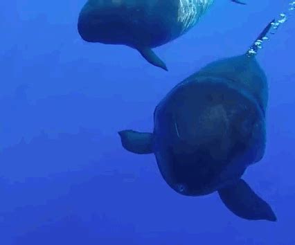 にゃんぱすー • Whale S