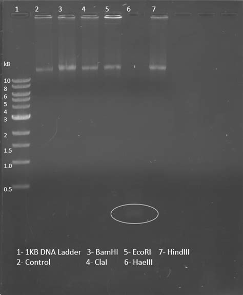 The Actinobacteriophage Database Phage Jahseh