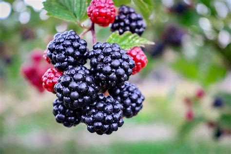 Dark And Sweet Your Springsummer Guide To Wild Blackberries
