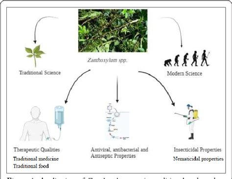 Figure 1 From Applications Of Prickly Ash Zanthoxylum Spp Potential
