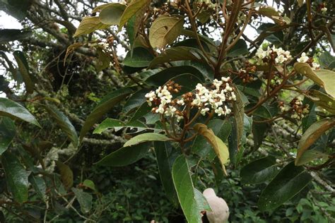 Nectandra Laurel From Loja Ecuador On February 25 2023 At 05 40 Pm By Amarú Ramón Salcedo