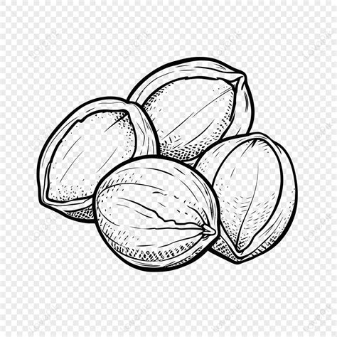 Nut Nuts Black And White Hand Drawn Outline Sketch Drawing Vector