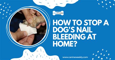 How To Stop A Dogs Nail Bleeding At Home