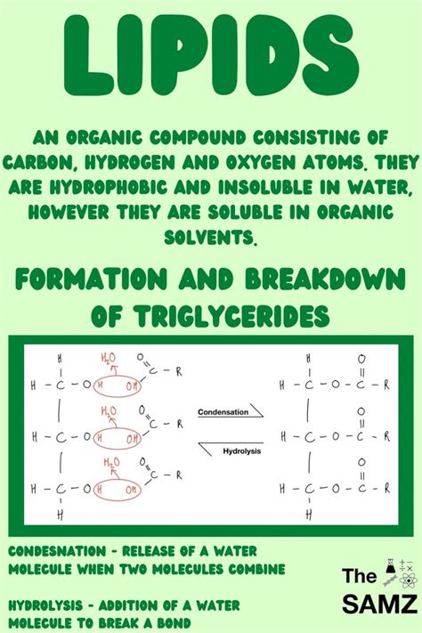 Best 13 Lipids Properties Structure Classification Types Functions