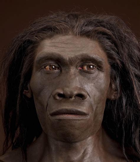 Laziness Led To Homo Erectus Extinction Controversial Theory Claims