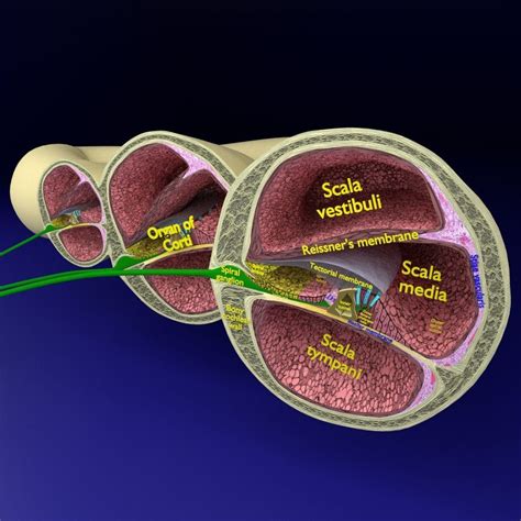 Cochlear Duct Organ Of Corti Inner Ear 3d Model Superhive Formerly