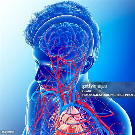 Circulation Illustration High Res Illustrations Getty Images