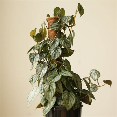 Trailing Philodendron Collection Shop Stunning Vining Houseplants
