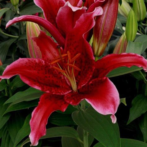 Lilium Red Flash Buy Plants At Coolplants