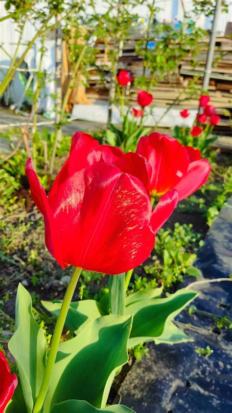 Mvimg20230421183358 Fzsolt Flickr