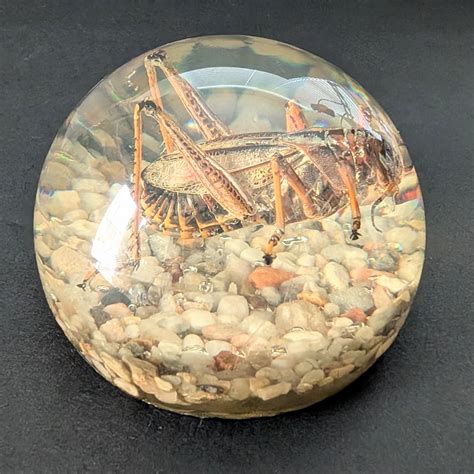 Vtg Real Insect Grasshopper Encased In Lucite Paperweight With Pebbles