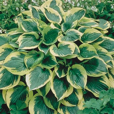 Aureo Marginata Hosta Dormant Bare Root Shade Loving Perennial Plants 10 Pack