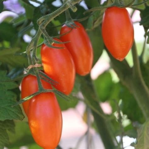 Tomates Sun Dipper Nouveauté 2023 Jardiner En Couleurs