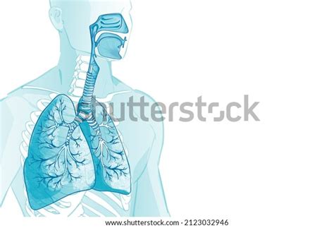 Vector Lungs Alveoli Human Respiratory System Stock Vector Royalty Free Shutterstock