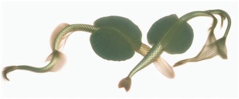 Crossing Fish Tailed Blobs Held By Mermaid Stable Diffusion Online