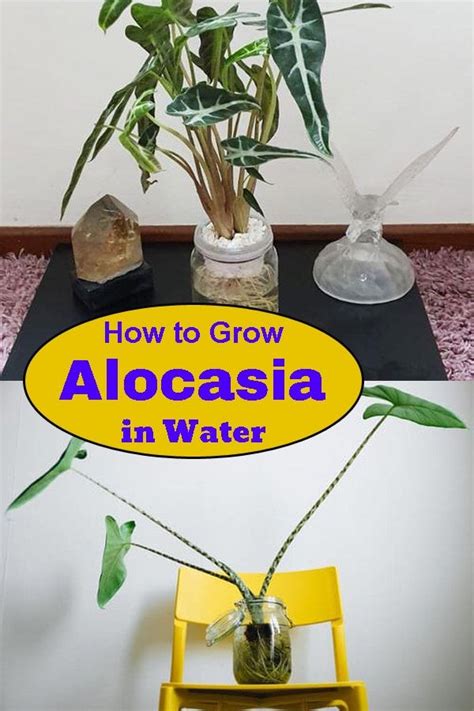 How To Grow Alocasia In Water For Easy And Decorative Home Propagation