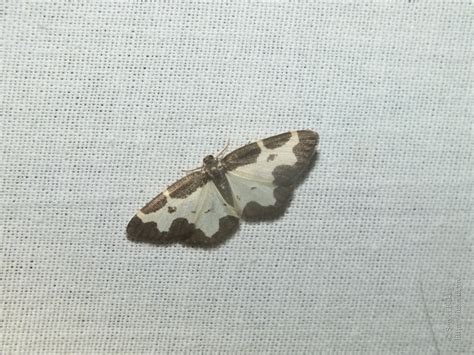 Photo 107409 Lomaspilis Marginata