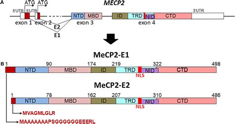 Rett Syndrome Mutation Frontiers Pre Clinical Investigation Of Rett