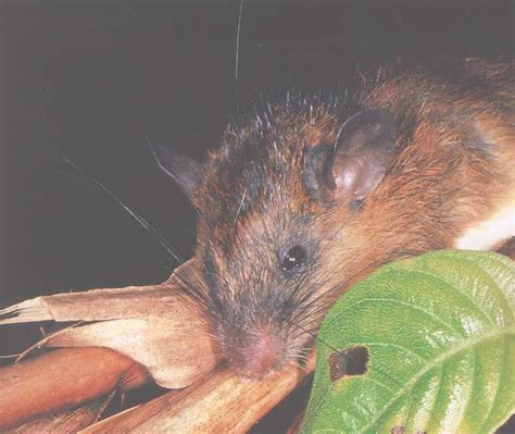 Dark Tailed Tree Rat Niviventer Cremoriventer