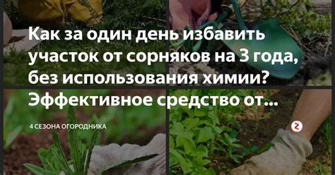 Как за один день избавить участок от сорняков на 3 года, без ...