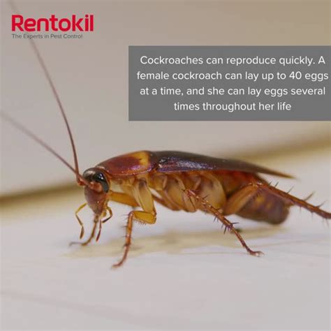 Rentokil Initial Uganda On Linkedin Here Are Some Tips For Preventing