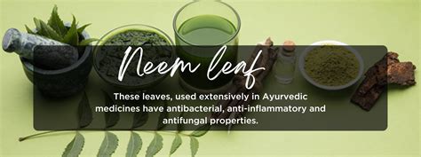 Neem Leaf Health Benefits Uses And Important Facts Potsandpans India