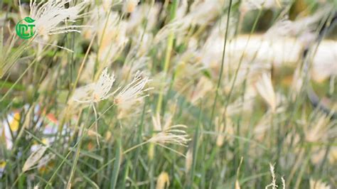 Amber Zhang On Linkedin Couch Grass Elymus Repens Extract Has