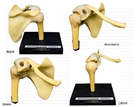 Shoulder Joint Model Labeled Diagram Quizlet