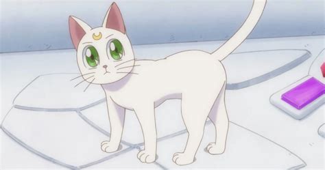 Sailor Moon 10 Questions About Artemis Answered