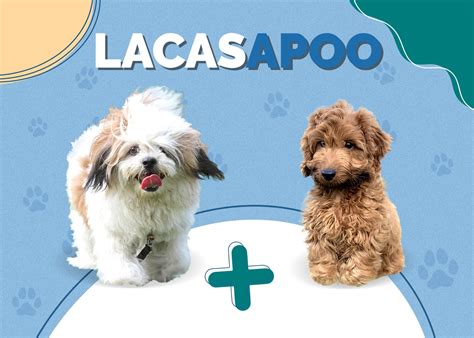 Lacasapoo Cockapoo And Lhasa Apso Mix Info Pictures Traits Hepper
