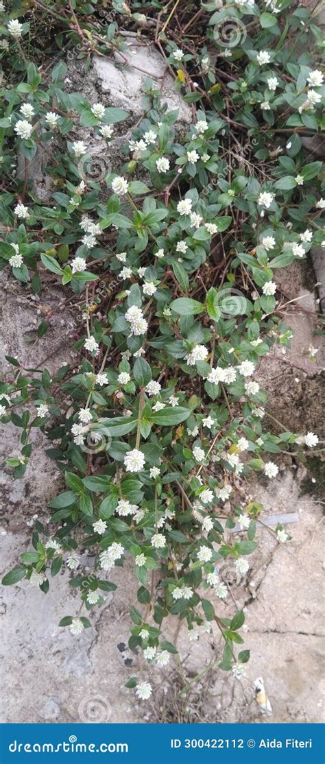 Gomphrena Weed And X28gomphrena Celosioidesand X29 Growing In Garden