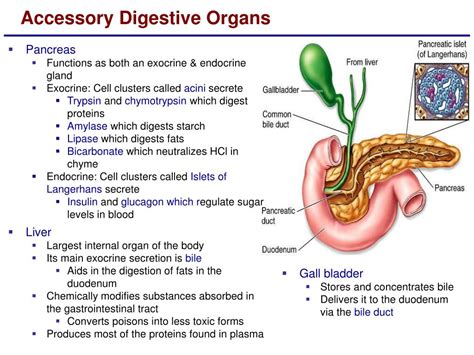 Which Of The Following Is An Accessory Digestive Organ