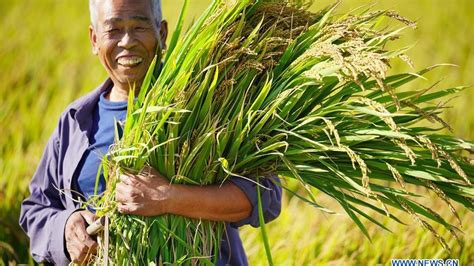Scenery Of Autumn Harvest In Hebei
