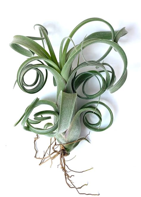 Tillandsia Curly Slim Intermedia X Streptophylla Air Plants Etsy