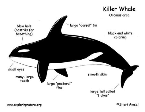 Orca Life Cycle