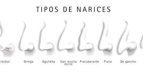 Tipos De Narices Con Sus Nombres Tipo De Nariz Nariz Imagenes De Fuentes