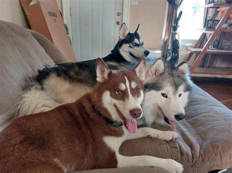 Skyywalker Husky Ranch Facebook