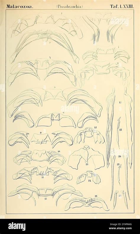Dr Hg Bronns Klassen Und Ordnungen Der Weichthiere Malacozoa