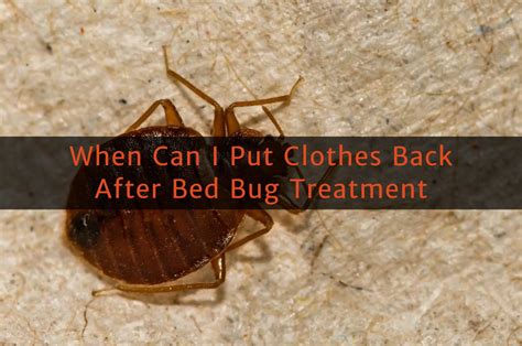 When Can I Put Clothes Back After Bed Bug Treatment