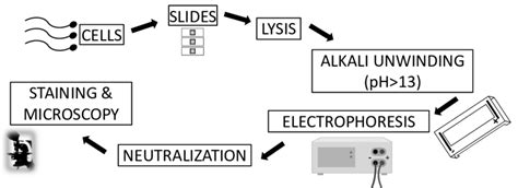 The Basic Flow Diagram Of The Alkaline Comet Assay Procedure