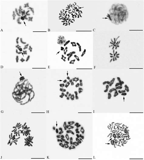Meiosis Of Gnaphosid Salticid Thomisid And Zodariid Males Drassyllus