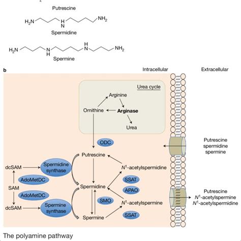 Pdf Polyamines And Cancer Implications For Chemotherapy And Chemoprevention
