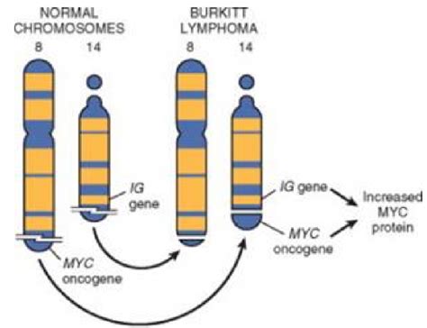 Myc Oncogene