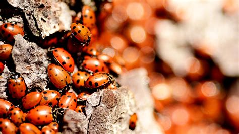 Ladybugs Infestation