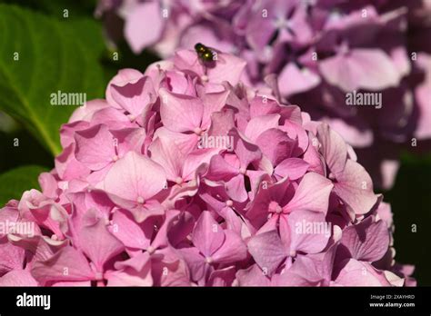 Flowers Of The Globular Pink Hydrangea Also Known As The Hortensia In