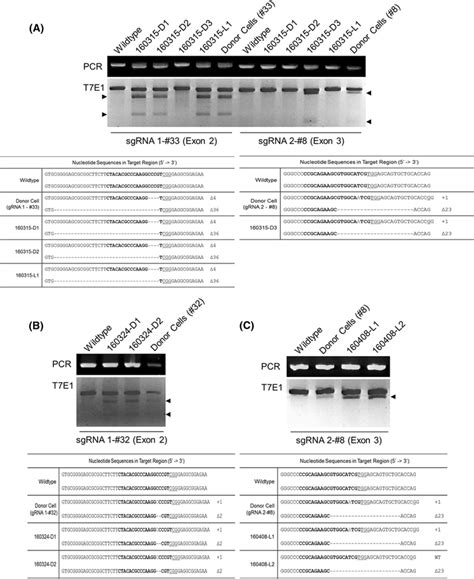 Genotyping Of Ins Knockout Piglets Using T7e1 Assay And Sequencing The