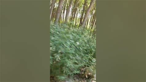 Олтин заминим Youtube