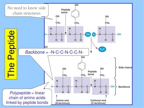 Ppt Chapter 5c The Structure And Function Of Macromolecules